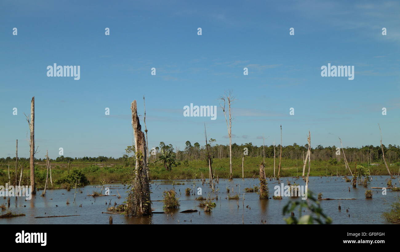 Swamp with dead trees Stock Photo - Alamy