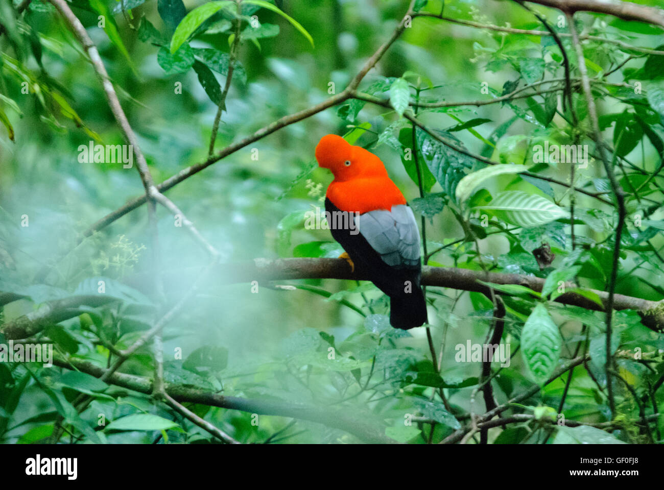 Andean Cock-of-the-Rock, the Peru's national bird, in Manu National ...