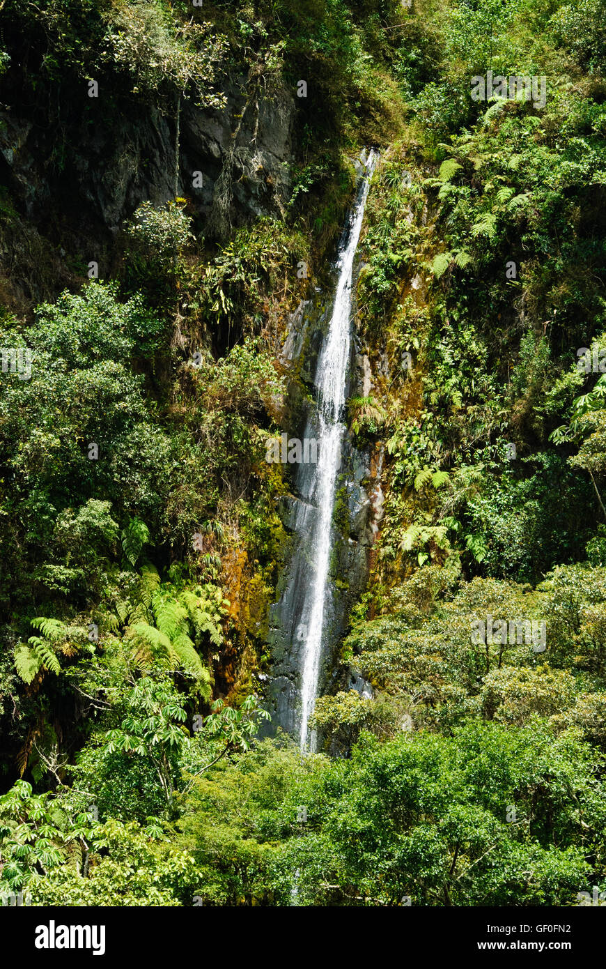 A waterfall seen from the roadside while driving up the cloud forest of ...