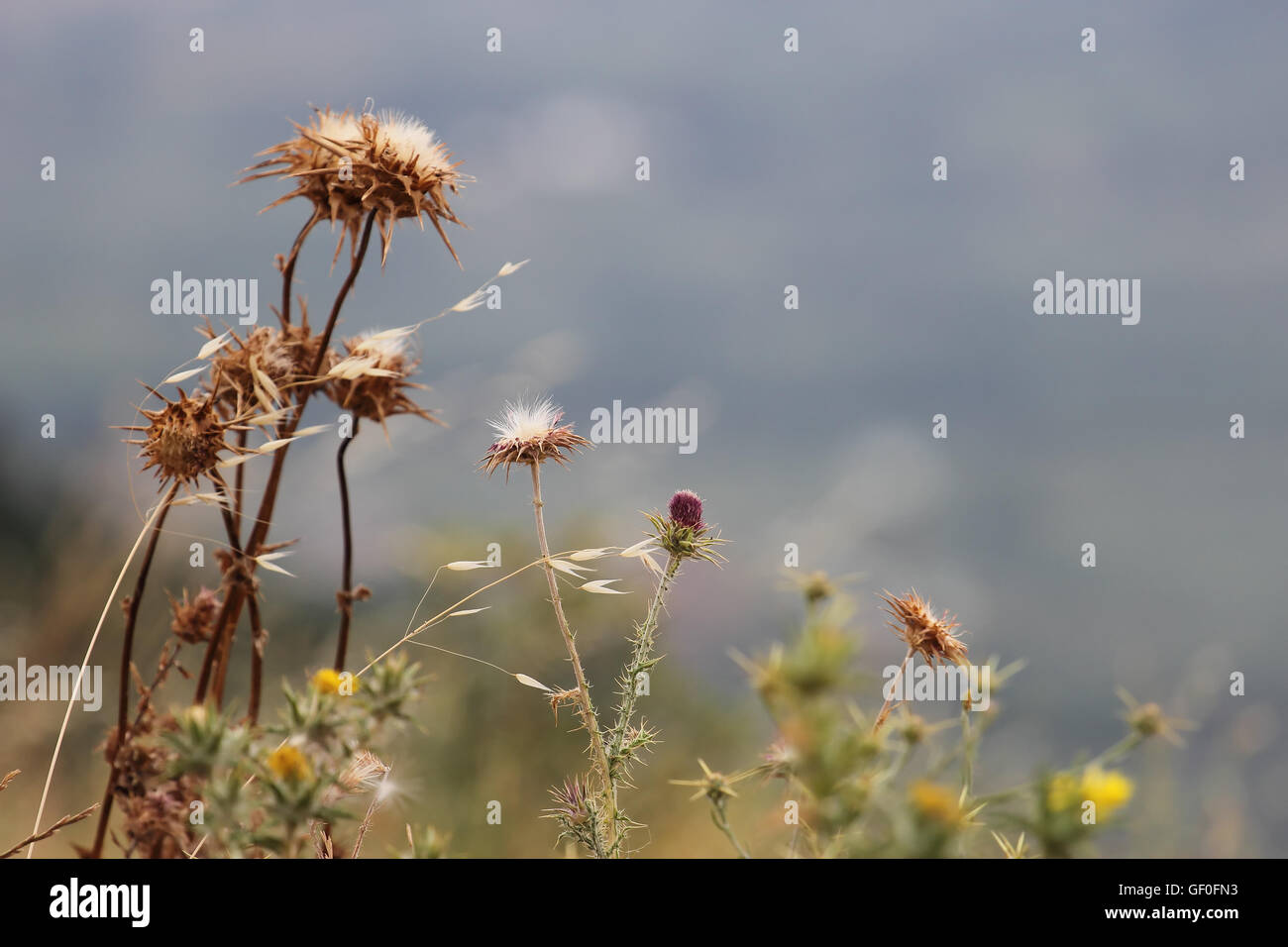 Flower of Cardus Marianus , mediterranean Thistle in Natural ...