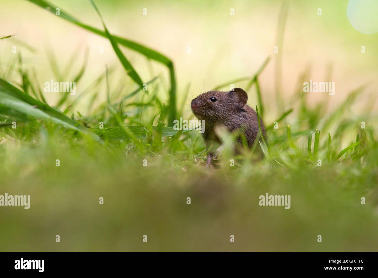 Microtus subterraneus hi-res stock photography and images - Alamy