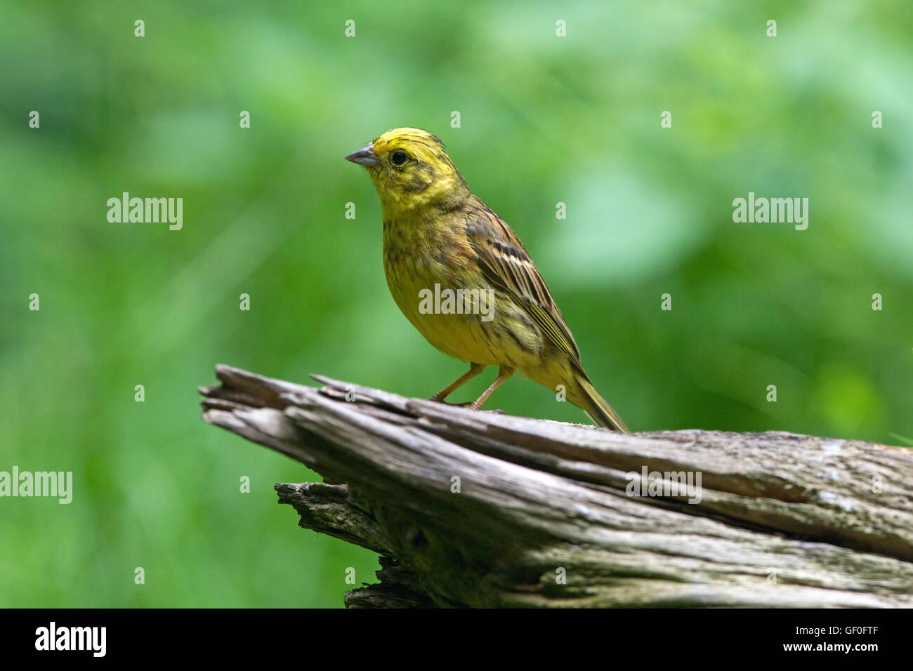 Yellowhammer fauna hi-res stock photography and images - Alamy