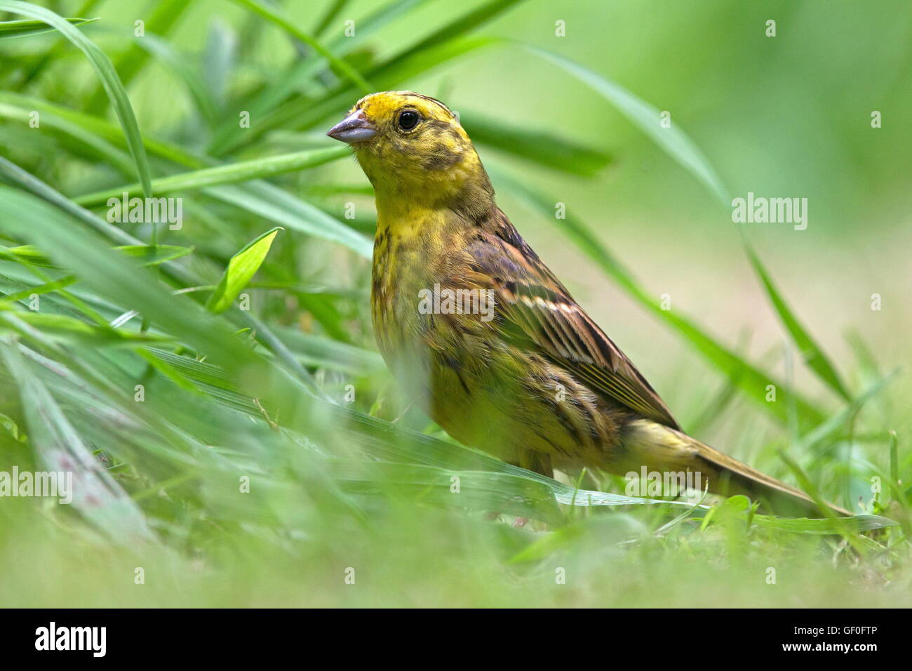 Yellowhammer fauna hi-res stock photography and images - Alamy