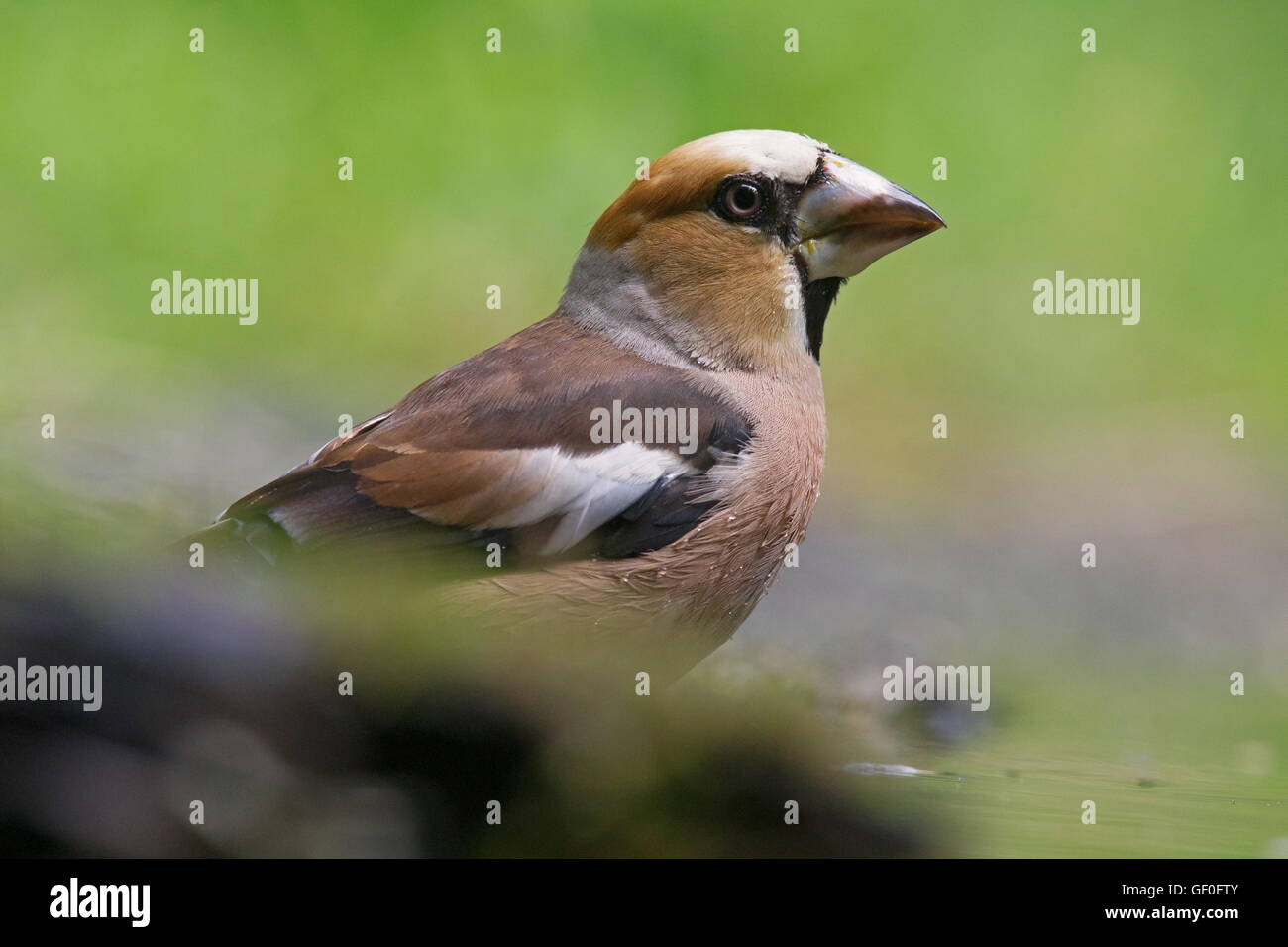Netherlands hawfinch hi-res stock photography and images - Alamy