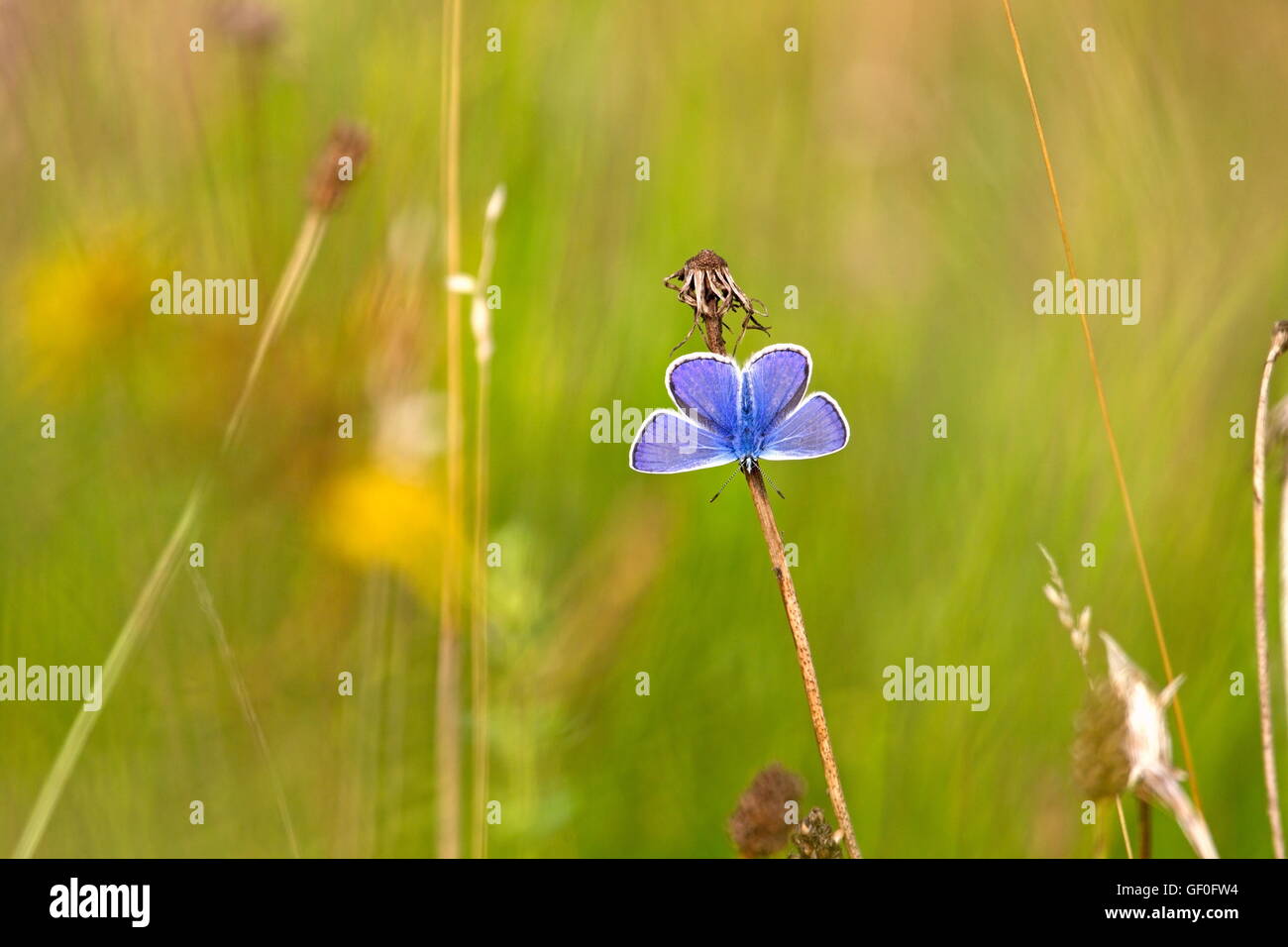 Common Blue sits on a grass stalk, Netherlands Stock Photo - Alamy