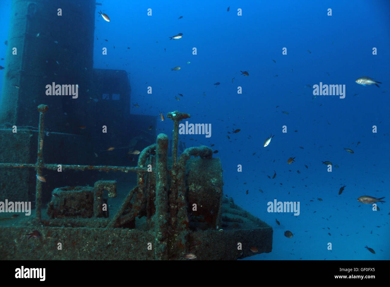 Rozi High Resolution Stock Photography and Images - Alamy