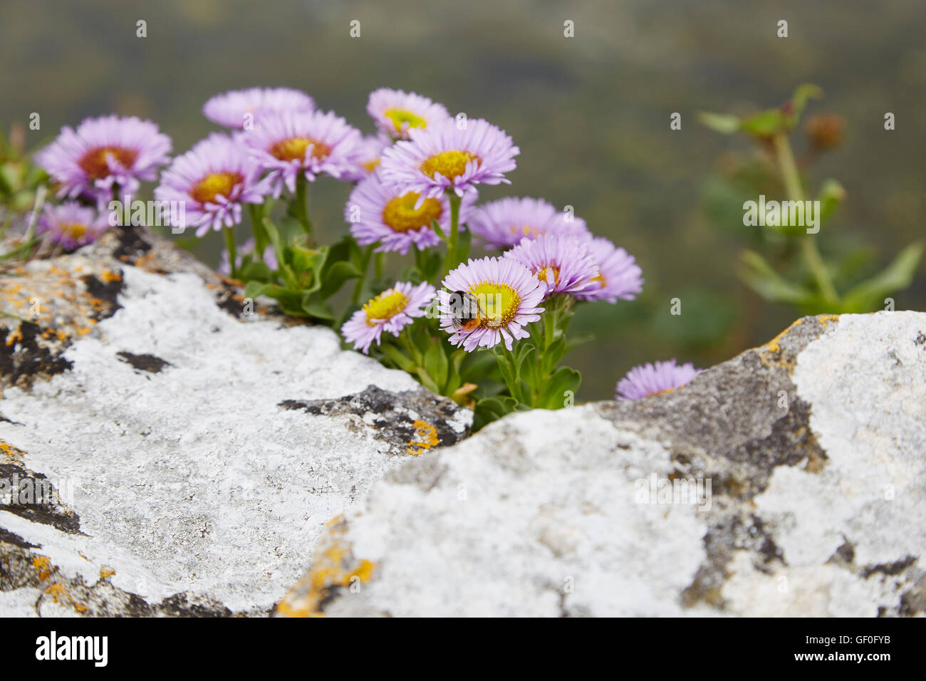 Erigeron alpinus hi-res stock photography and images - Alamy