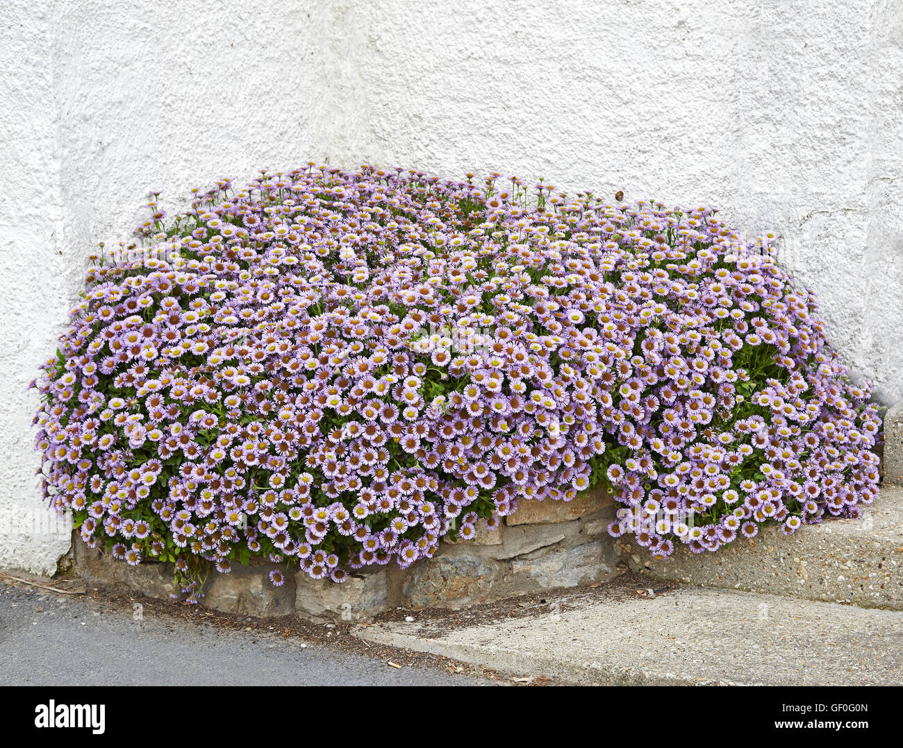 Large clump hi-res stock photography and images - Alamy
