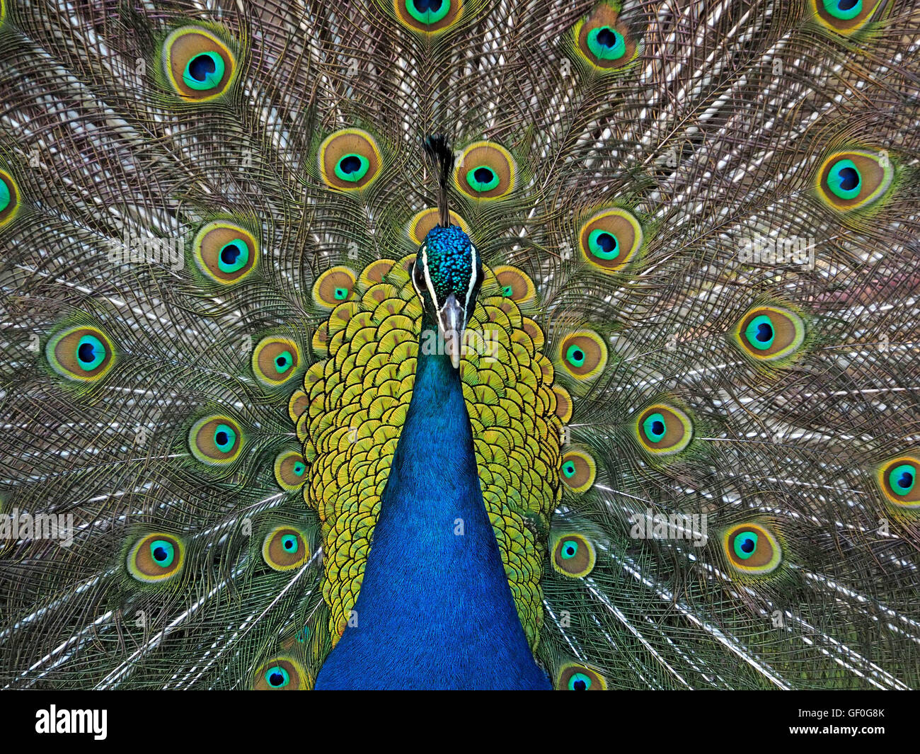 Front view of spectacular displaying peacock in grounds of Byzantine ...