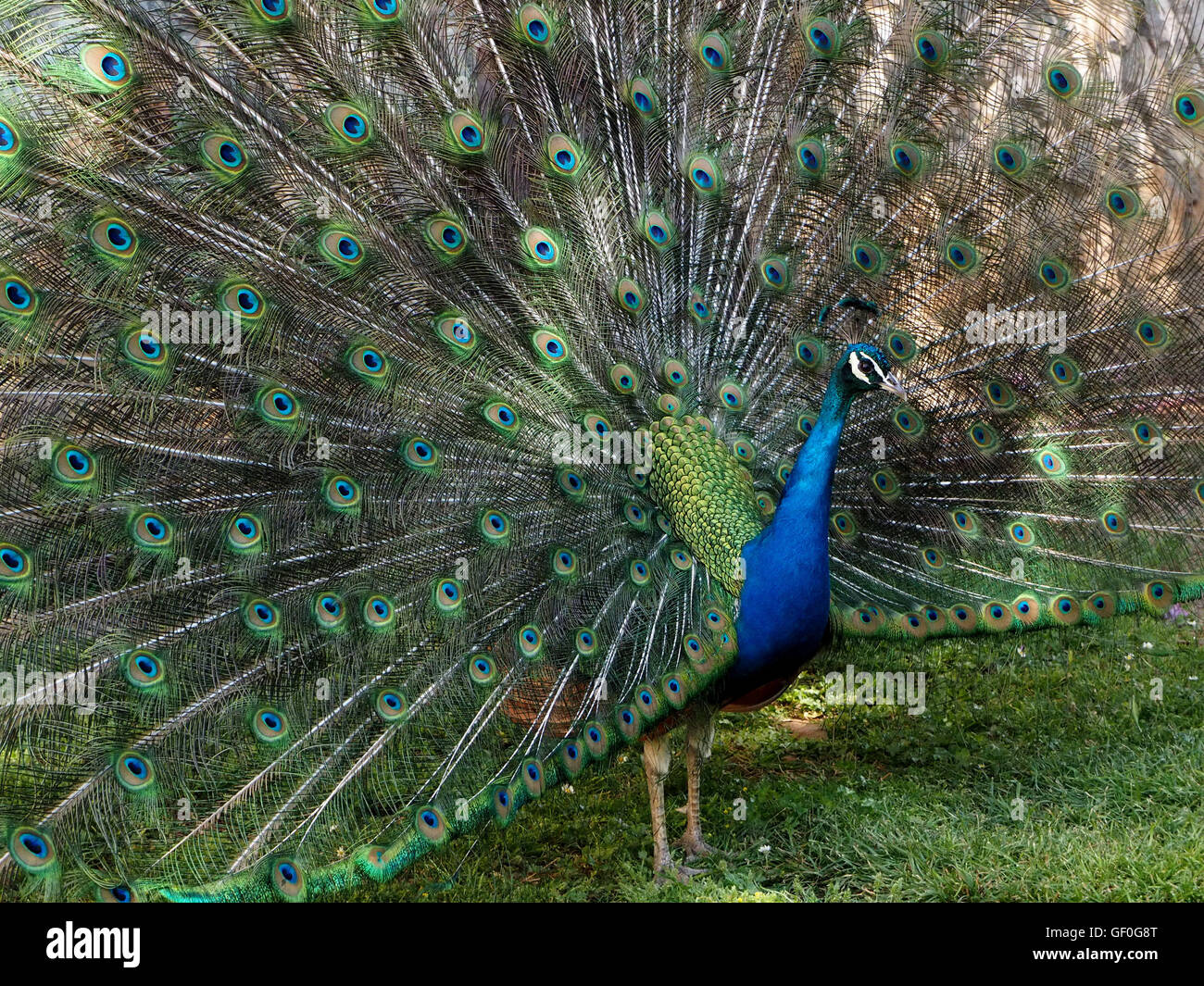 Spectacular displaying peacock in grounds of Byzantine monastery at St ...