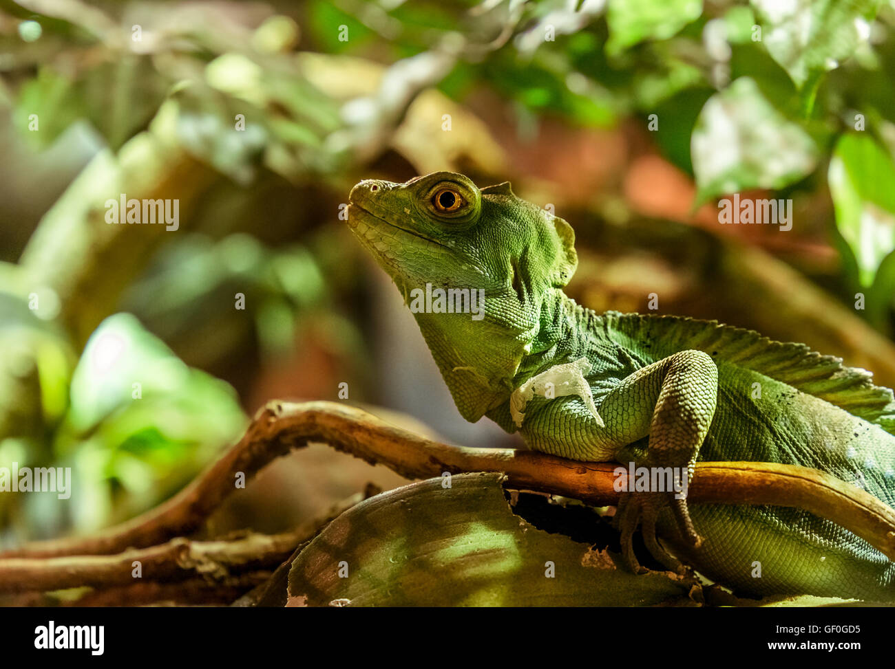 Iguana Green in natural habitat Stock Photo - Alamy