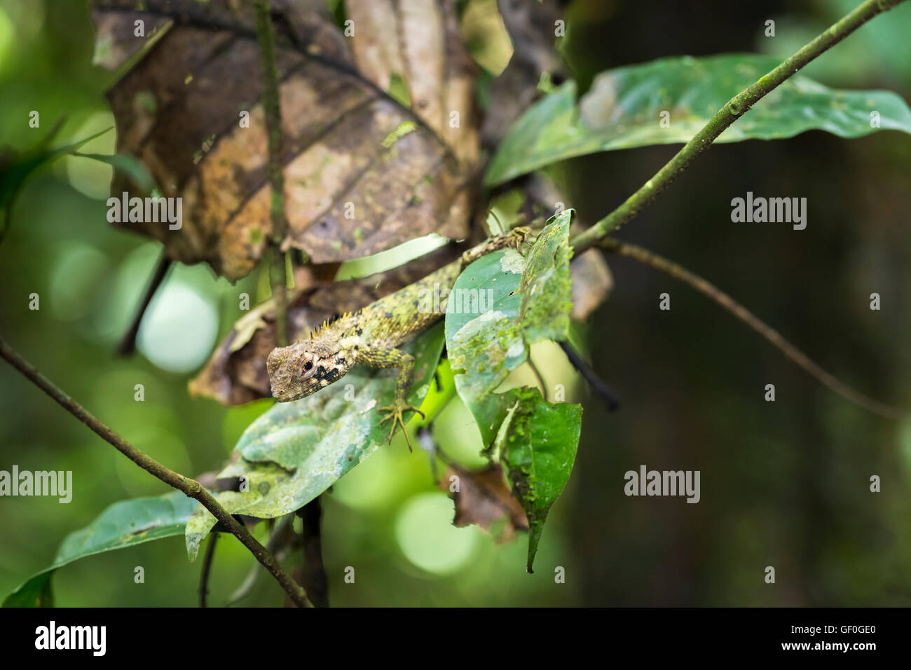 Well camouflaged green Amazon Forest Dragon (Enyalioides laticeps ...