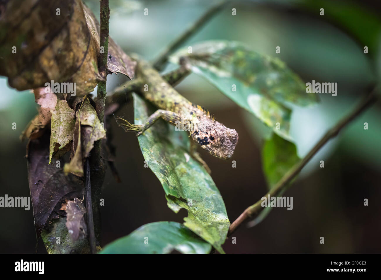 Well camouflaged green Amazon Forest Dragon (Enyalioides laticeps ...