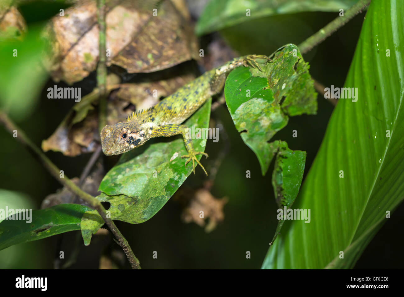 Well camouflaged green Amazon Forest Dragon (Enyalioides laticeps ...