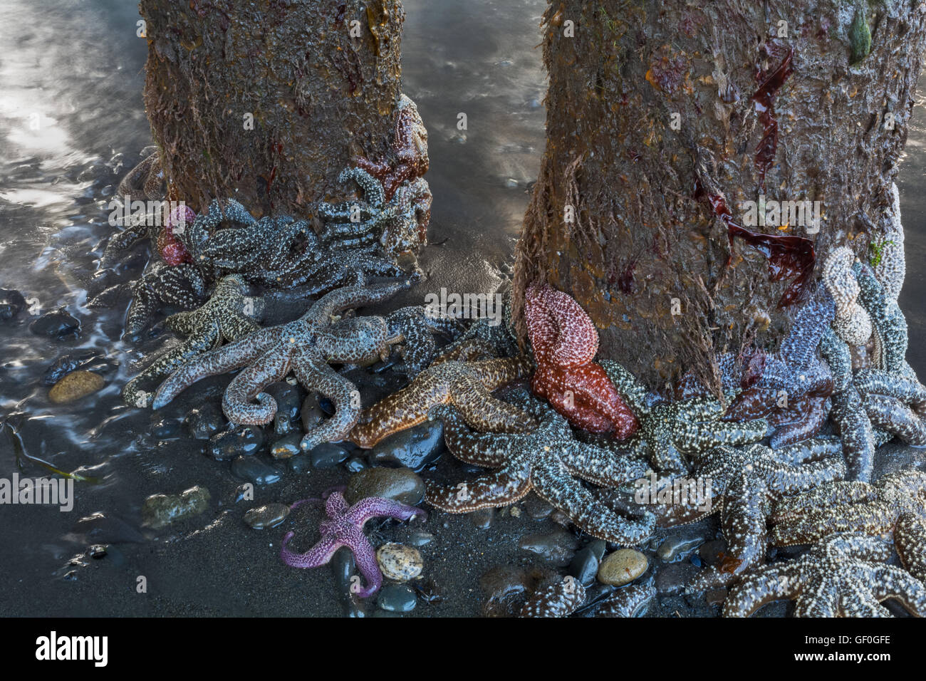 Clusters of starfish cling to seaweed coated pilings at low tide Stock ...