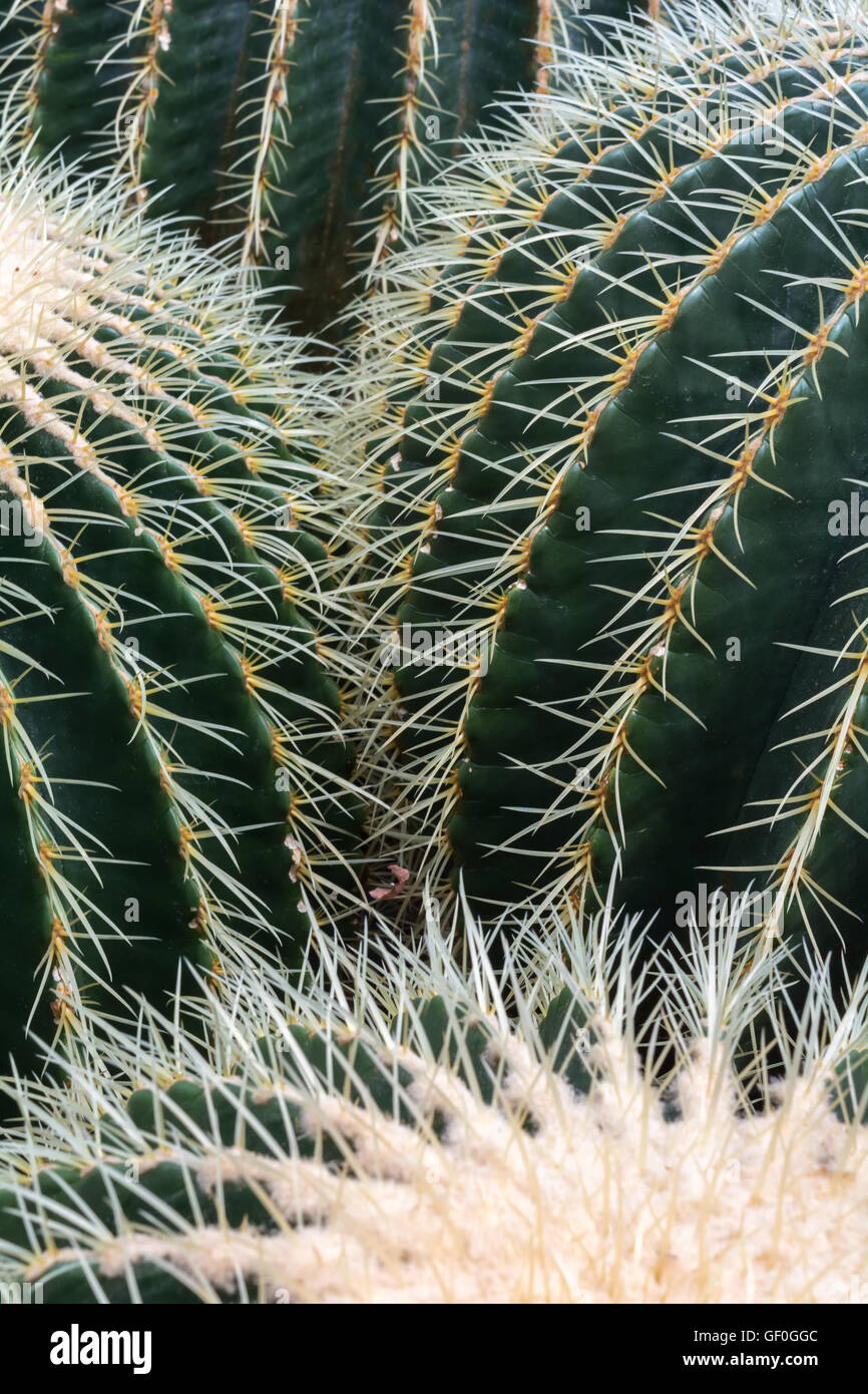 Protect cactus hi-res stock photography and images - Alamy