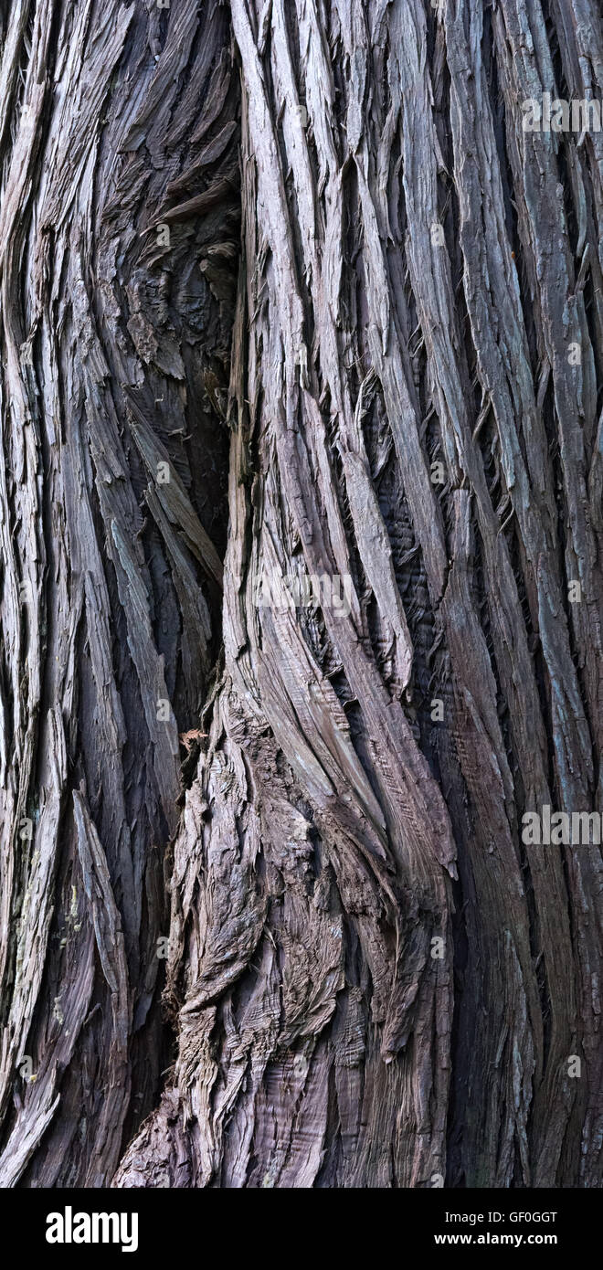 Bark splits in spirals up the tree trunk Stock Photo - Alamy