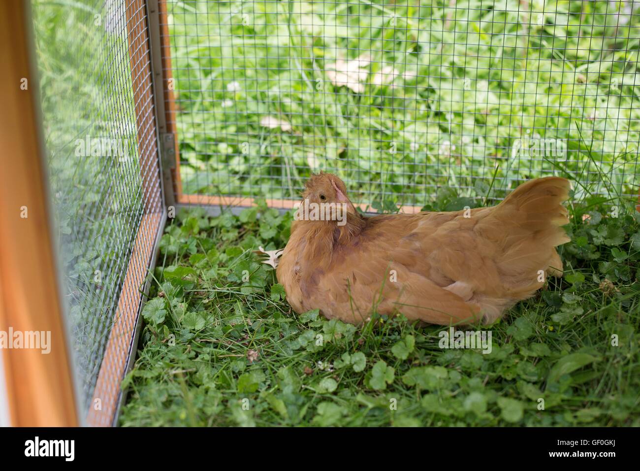Chicken pen hi-res stock photography and images - Alamy