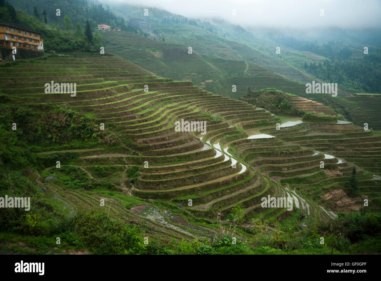 Rice field wide angle view hi-res stock photography and images - Alamy