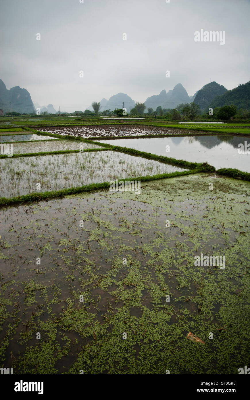 Paddy field in Guilin (China Stock Photo - Alamy