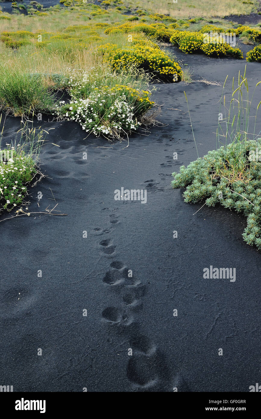 Foxs tracks hi-res stock photography and images - Alamy
