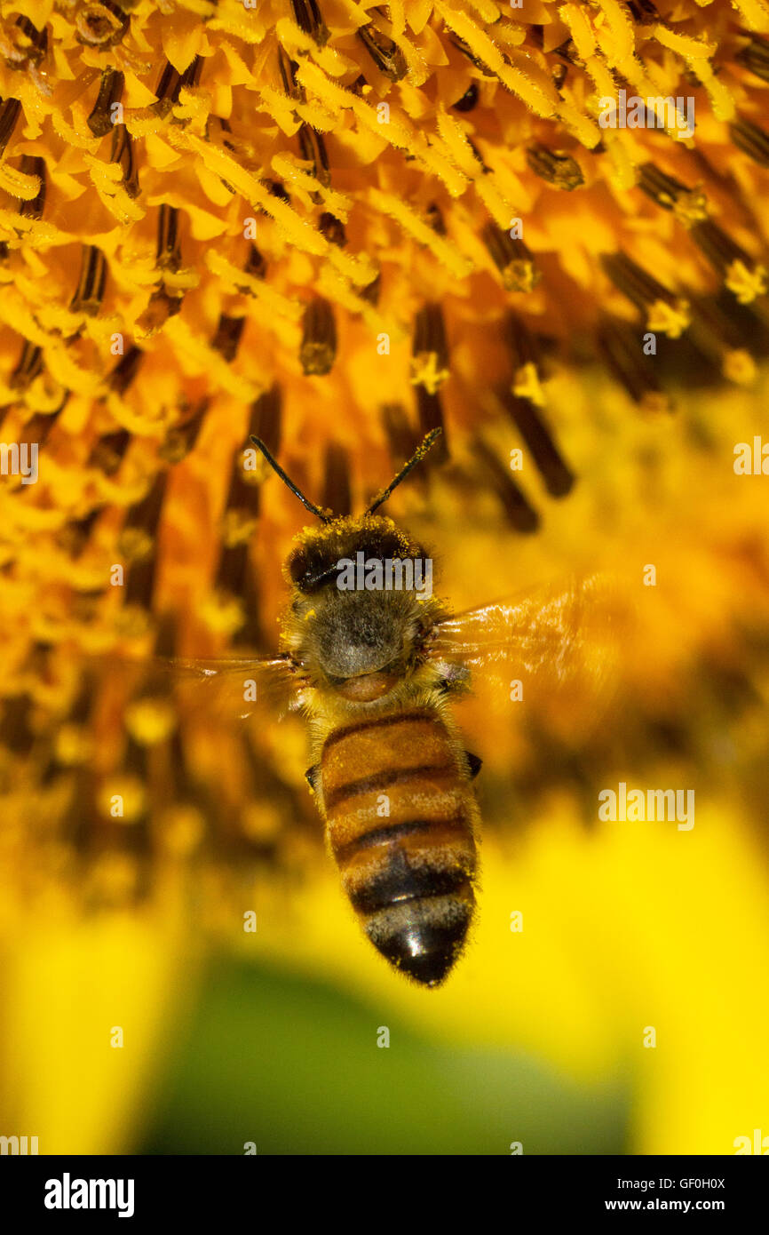 European Honey Bee Hovering Sunflower Stock Photo - Alamy