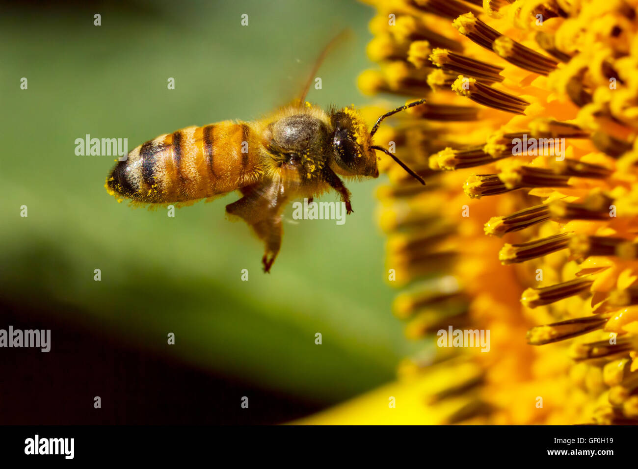 European Honey Bee Hovering Sunflower Stock Photo - Alamy