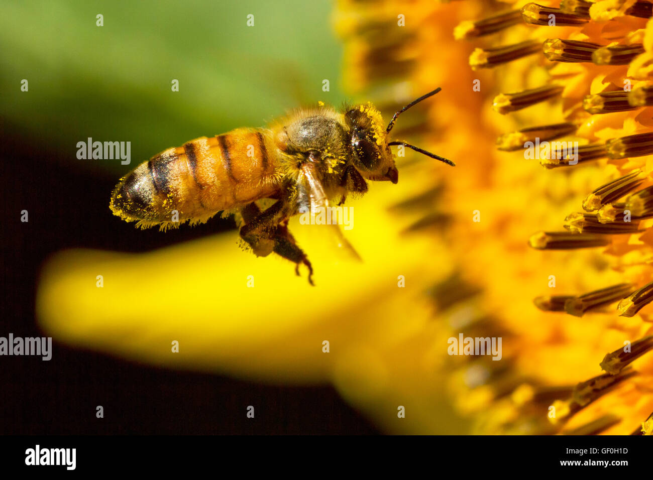 European Honey Bee Hovering Sunflower Stock Photo - Alamy