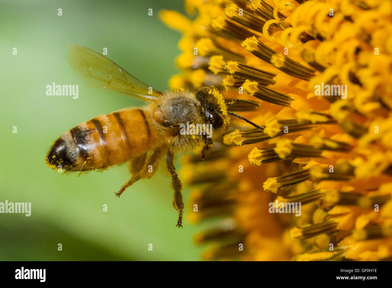 European Honey Bee Hovering Sunflower Stock Photo - Alamy