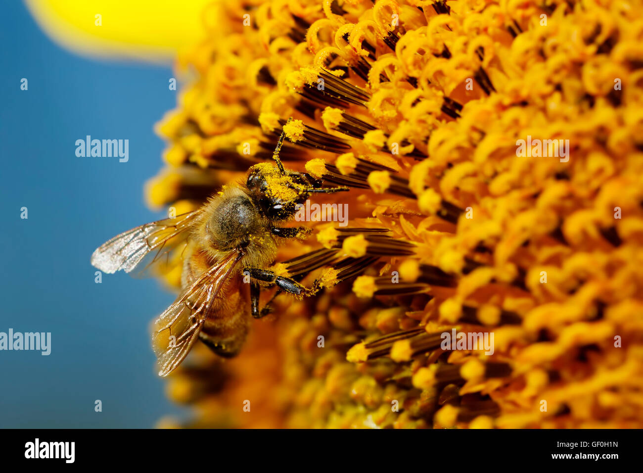 European Honey Bee Hovering Sunflower Stock Photo - Alamy