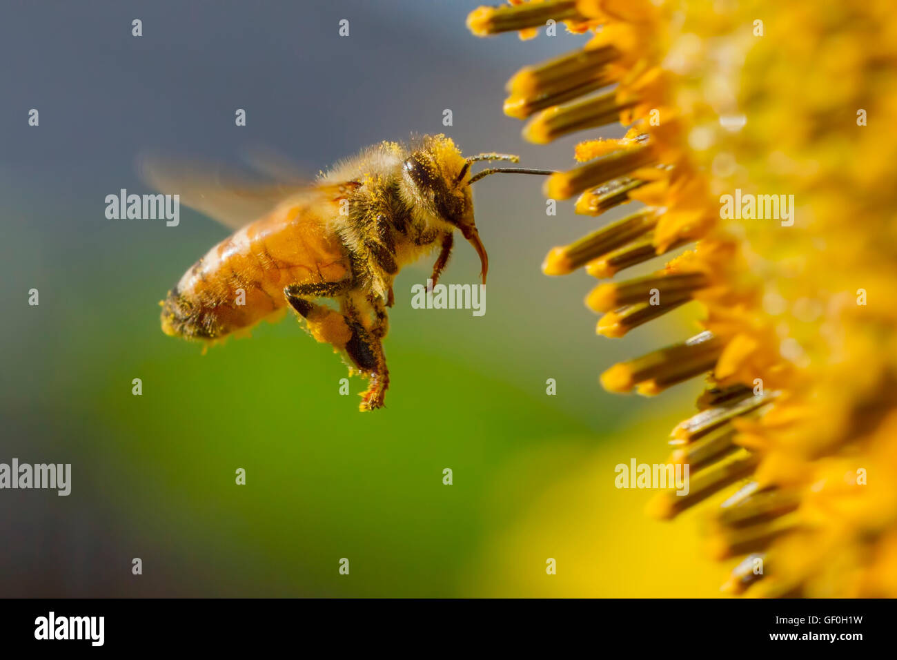 European Honey Bee Hovering Sunflower Stock Photo - Alamy