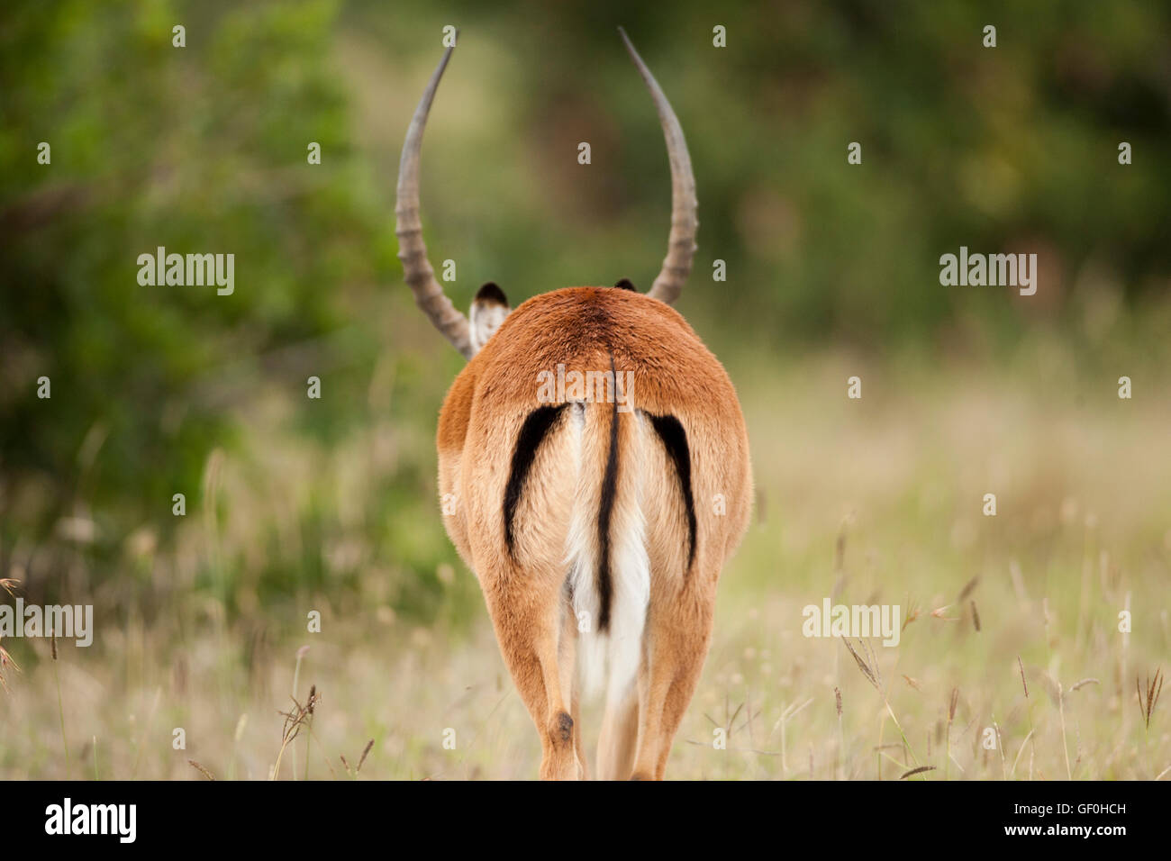 The impala (pronounced /ɪmˈpɑːlə,-ˈpalə/) (Aepyceros melampus) is a ...