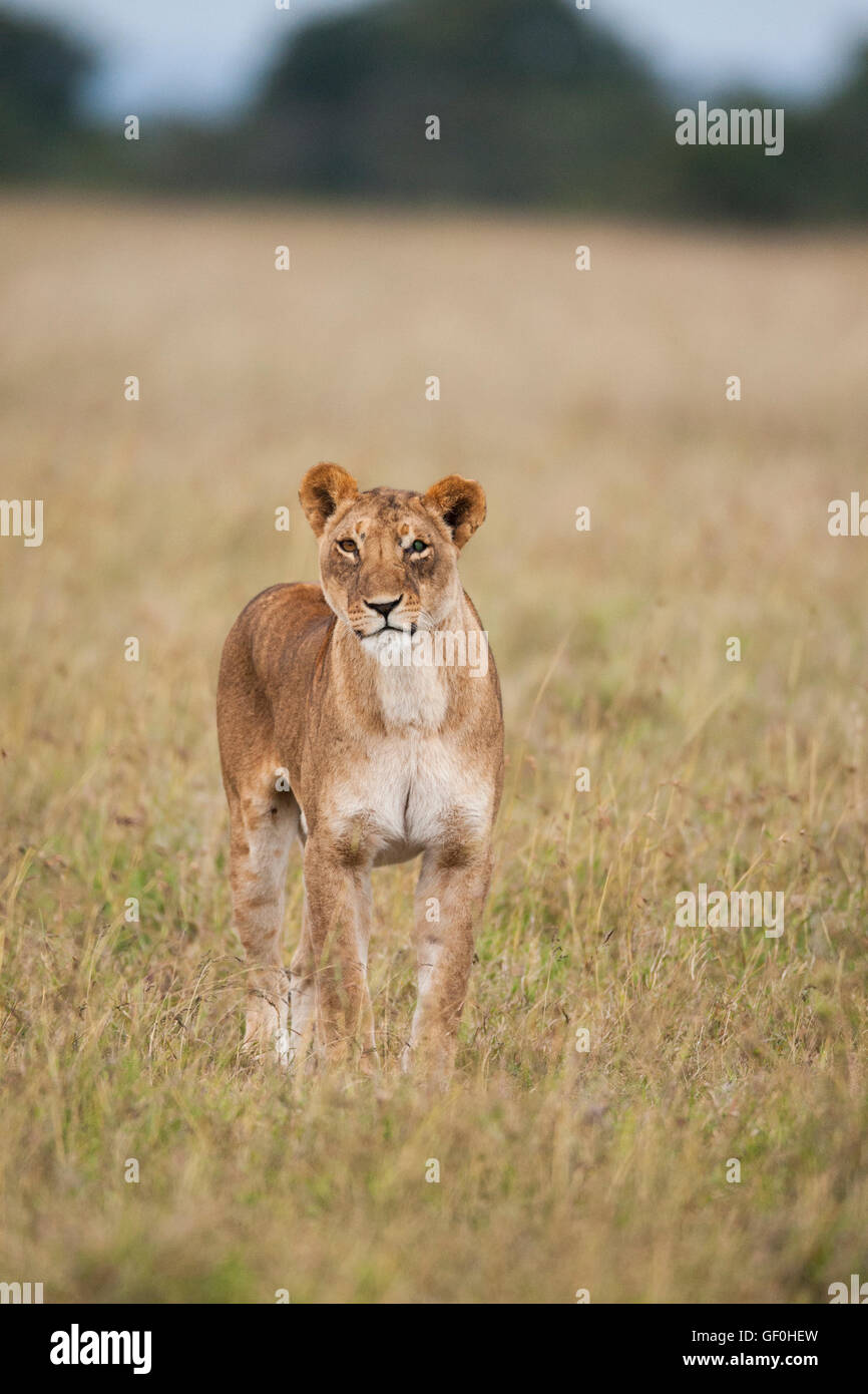 The one eyed lioness looking out for its prey at dusk in Ol Pajeta ...