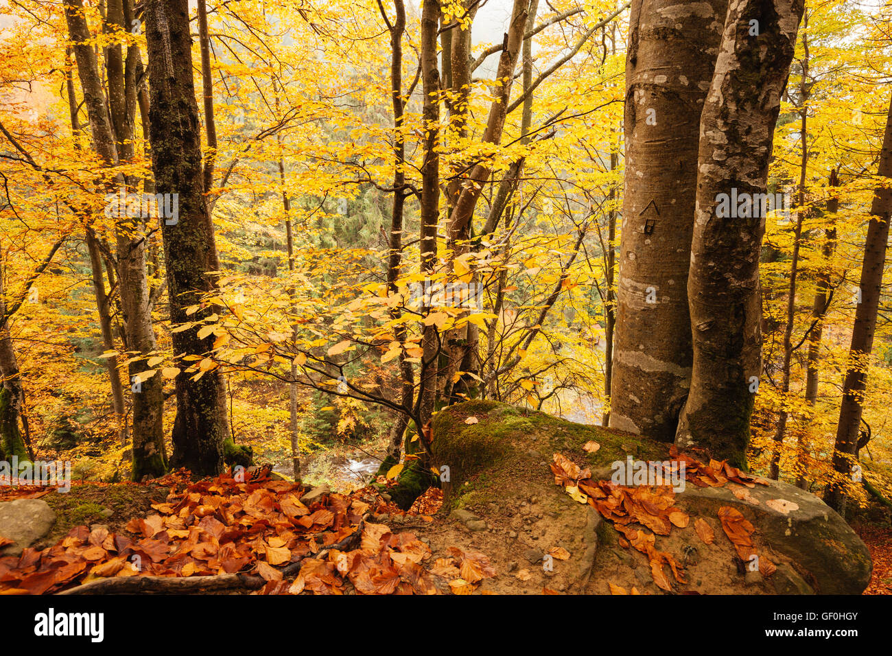 Fall colors woodland Stock Photo - Alamy