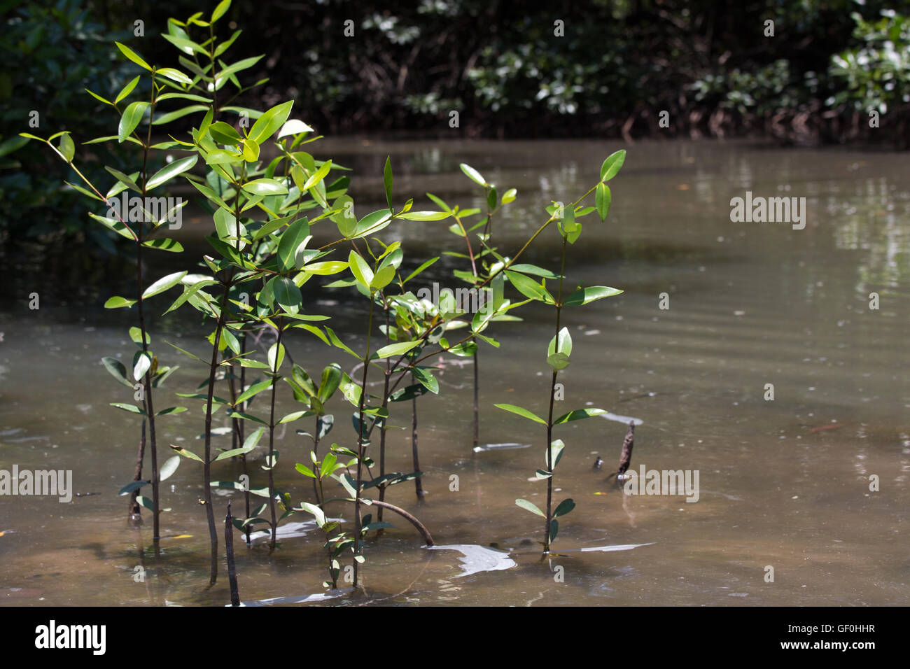 Young mangrove trees in hi-res stock photography and images - Alamy