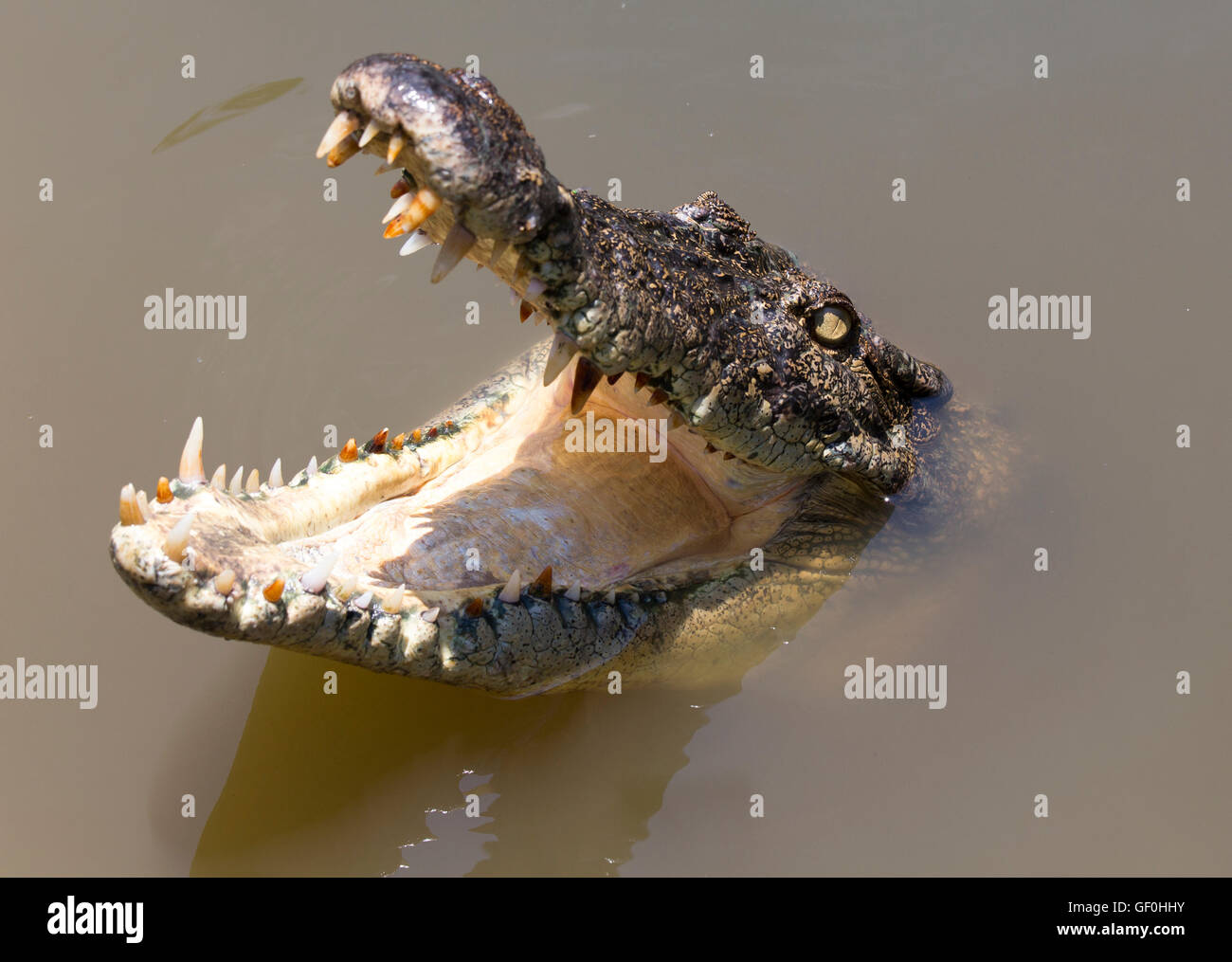 Crocodile Open Mouth High Resolution Stock Photography and Images - Alamy