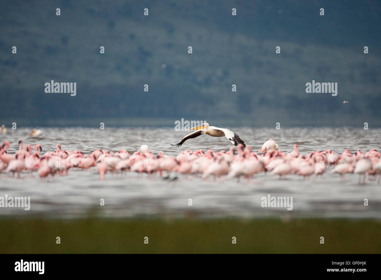 Pelican flamingos Yellow billed stork at the world famous natural ...
