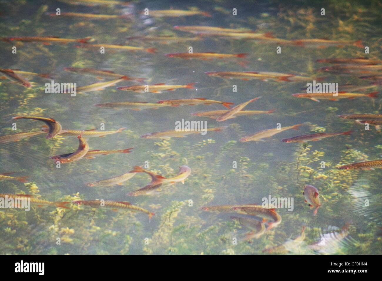 fish in lake Stock Photo - Alamy