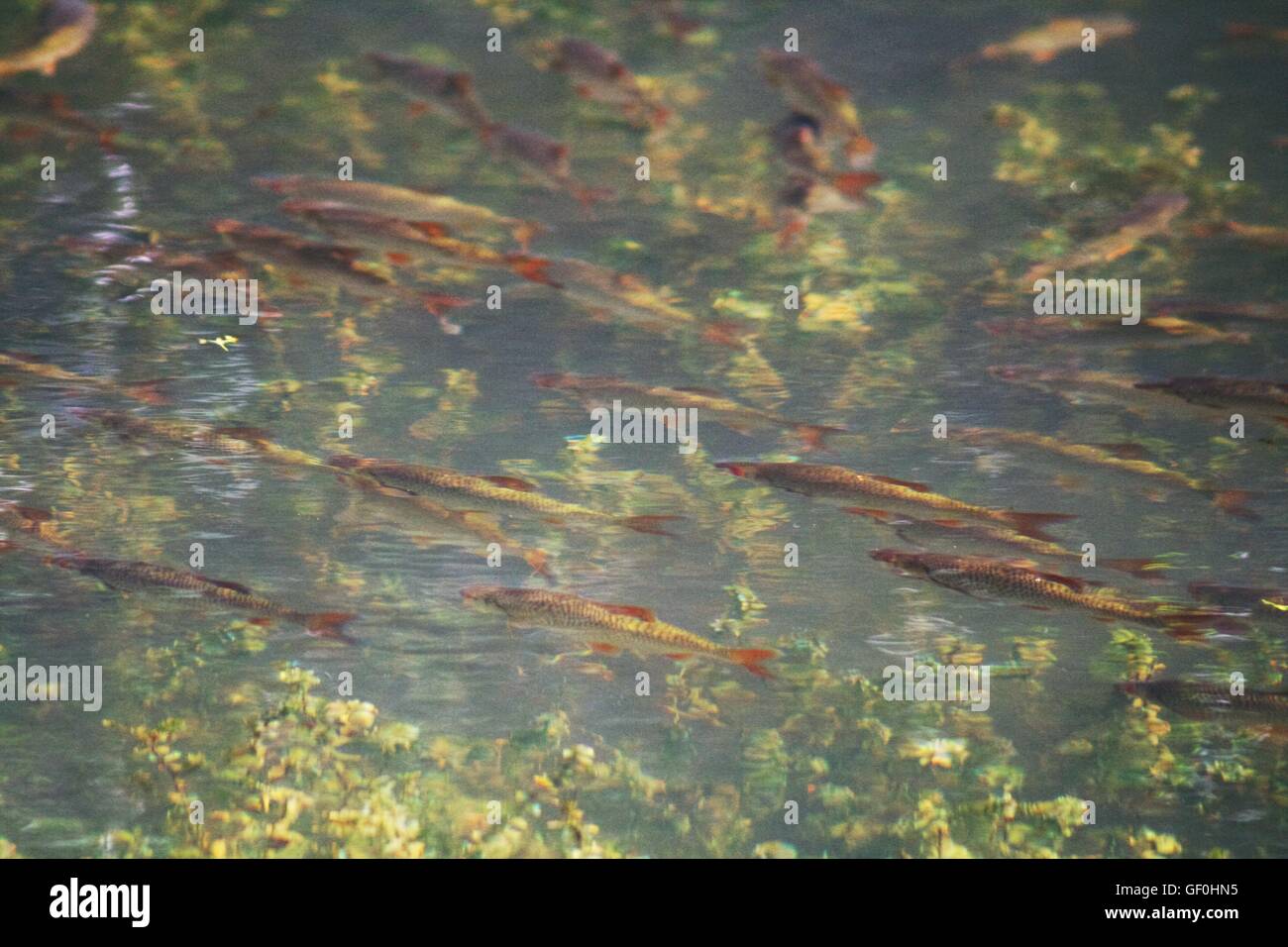 fish in lake Stock Photo - Alamy
