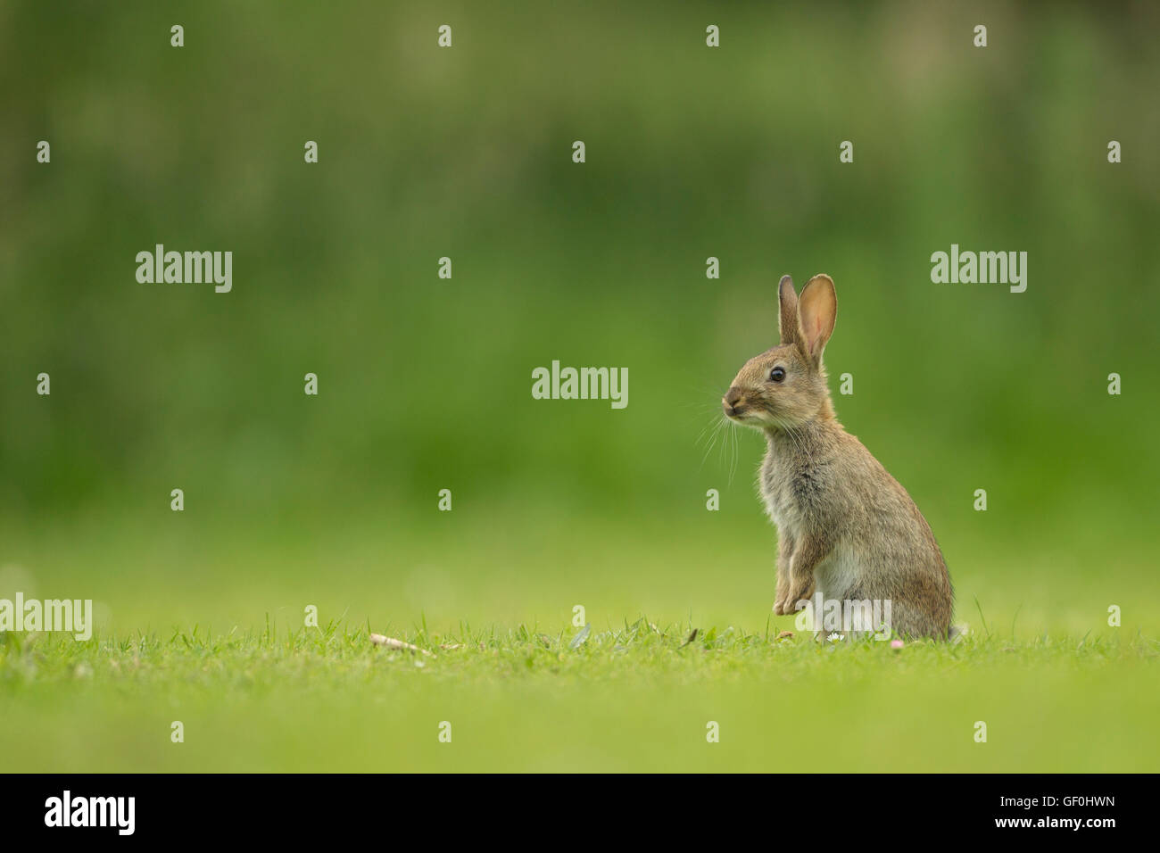 Rabbit checking for danger - UK Stock Photo - Alamy