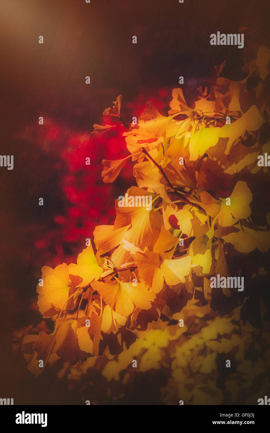 Yellow leaves of a blossoming tree in spring Stock Photo - Alamy