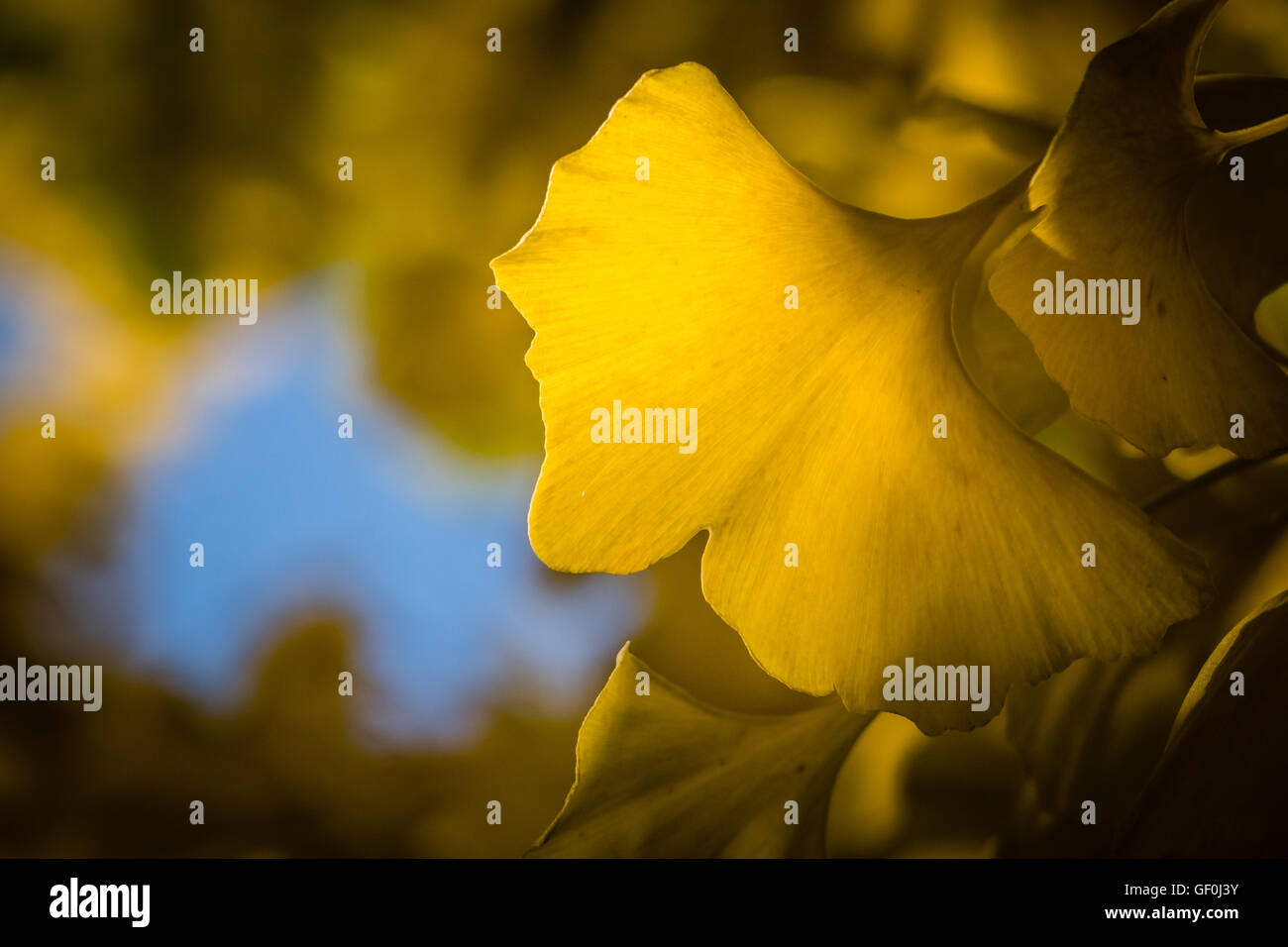 Yellow leaves of a blossoming tree in spring Stock Photo - Alamy