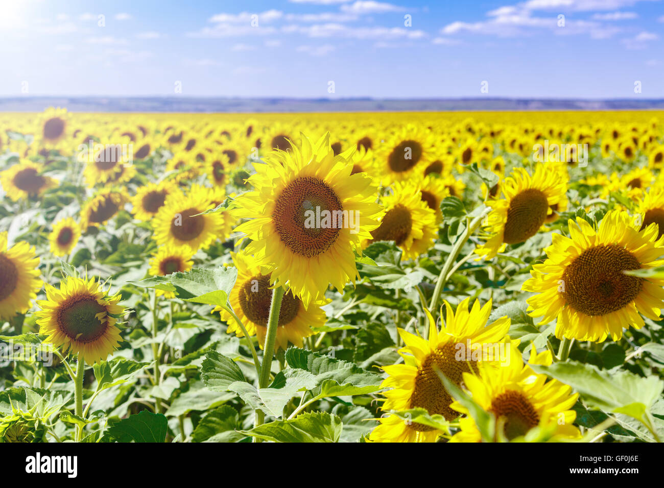Field of sunflowers on a hot summer day Stock Photo - Alamy