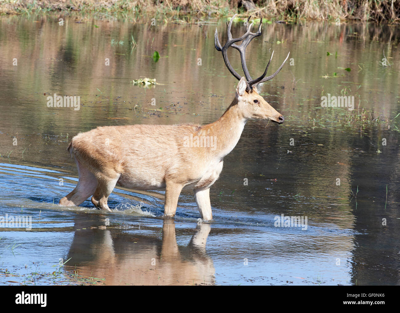 Barasingha in kanha hi-res stock photography and images - Alamy