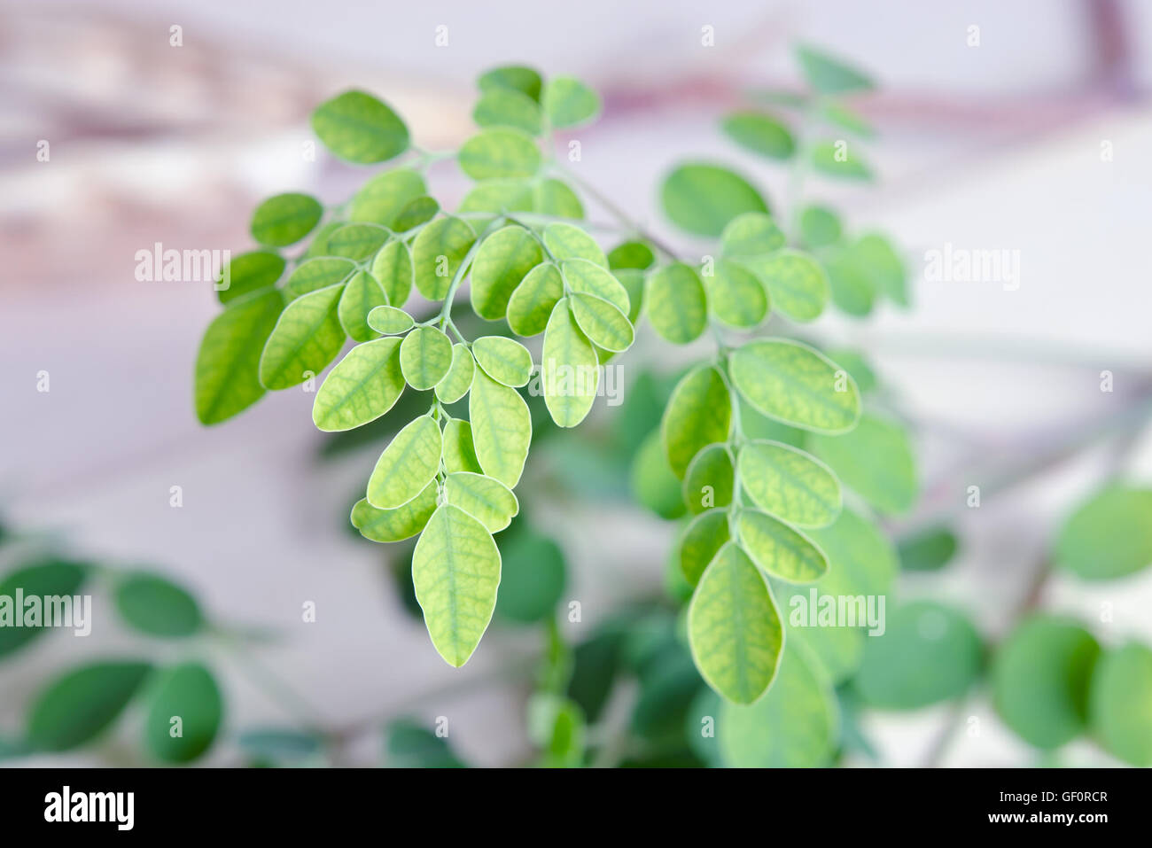Moringa (Other names are Moringa oleifera Lam., MORINGACEAE, Futaba kom ...