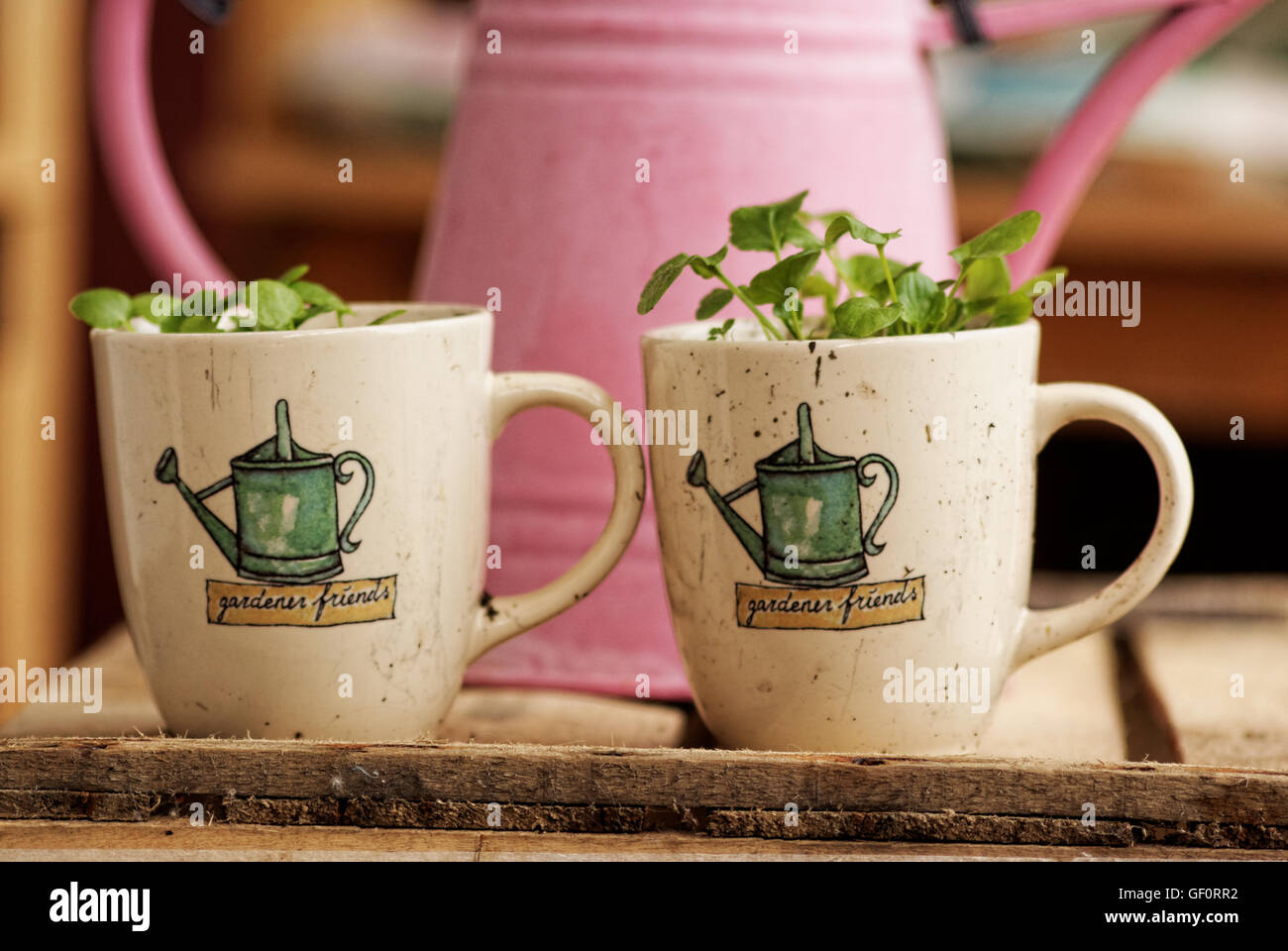 Little plants in garden cups Stock Photo - Alamy