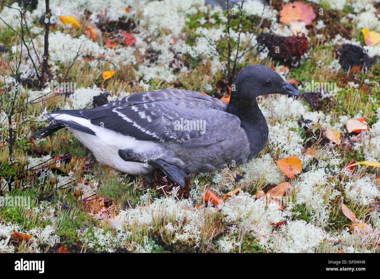 On edge of meadows sits Brant geese. Shooting closeups Stock Photo - Alamy