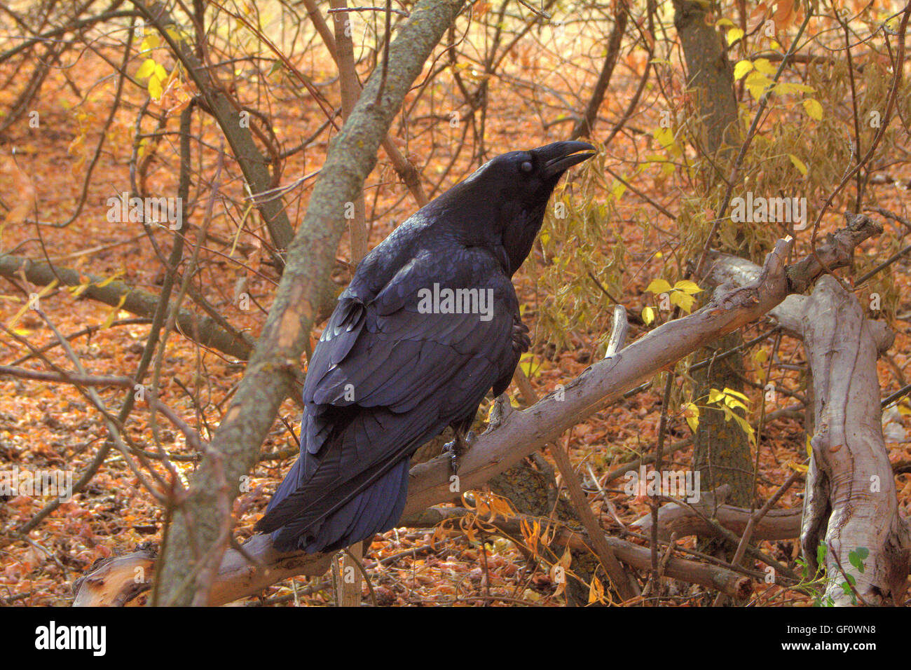 Tame raven hi-res stock photography and images - Alamy