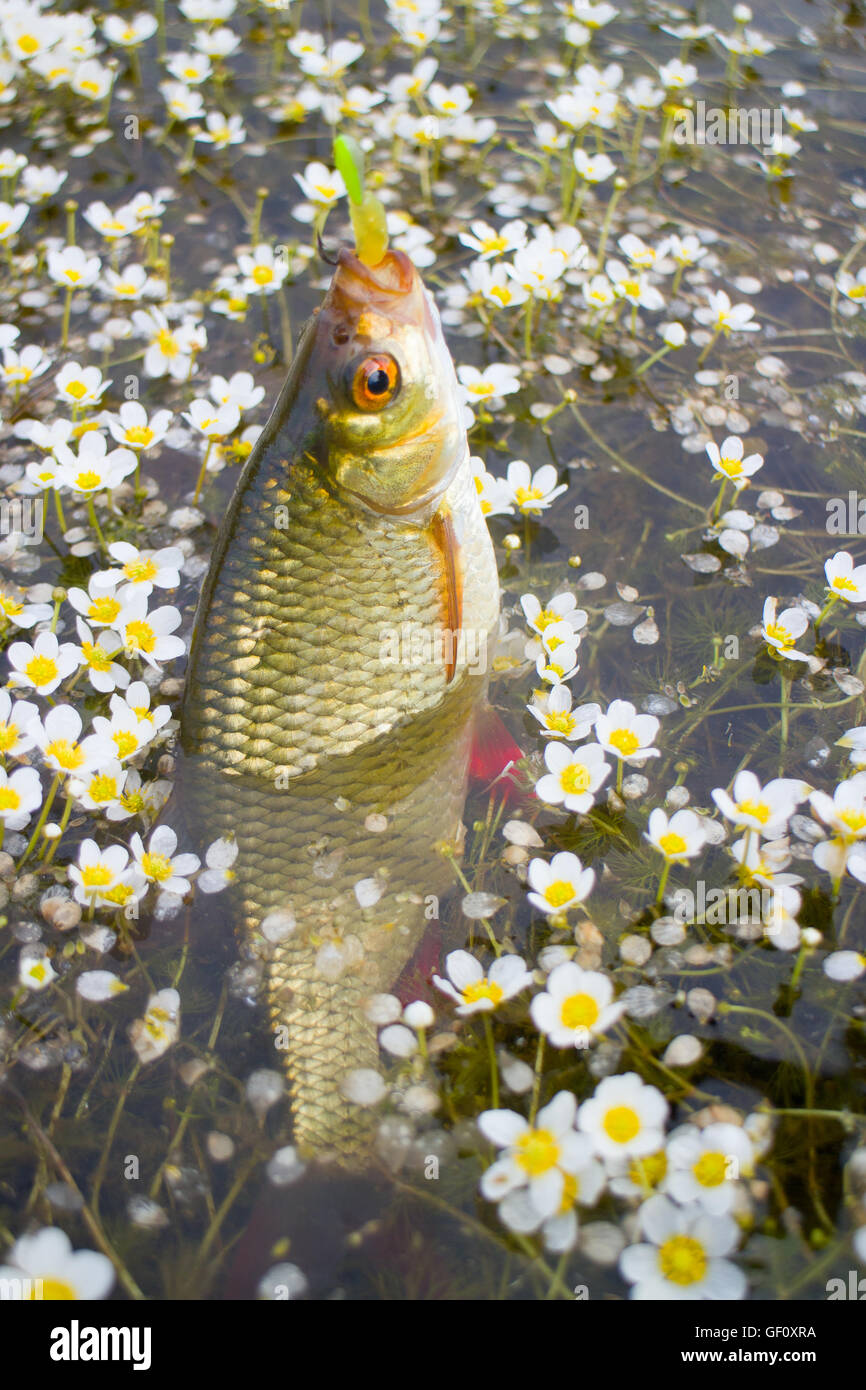 Golden Rudd - fishing on freshwater lakes in reeds Stock Photo - Alamy