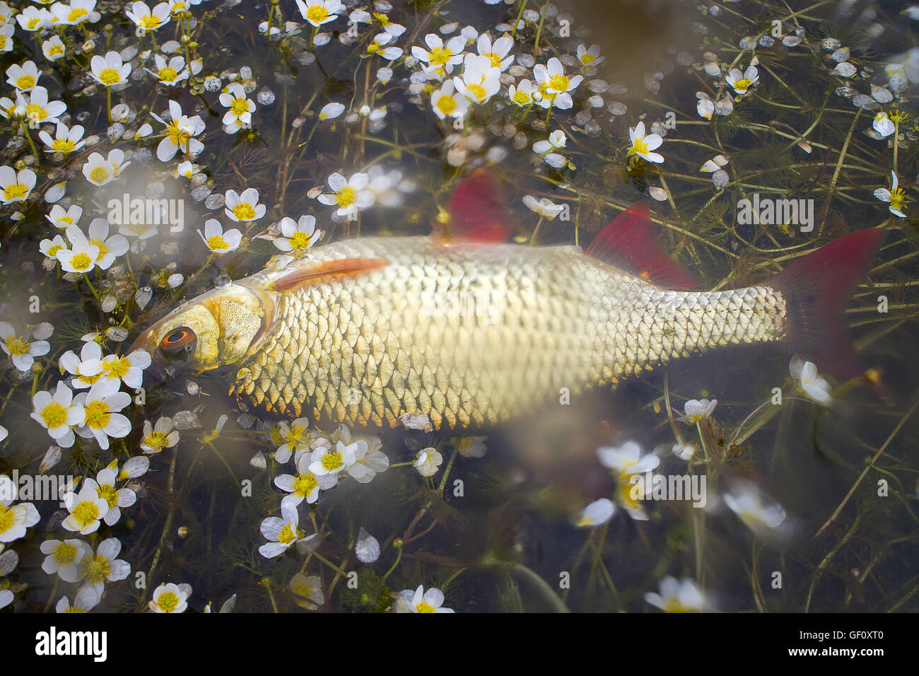 Fish Rudd in water buttercups Stock Photo - Alamy